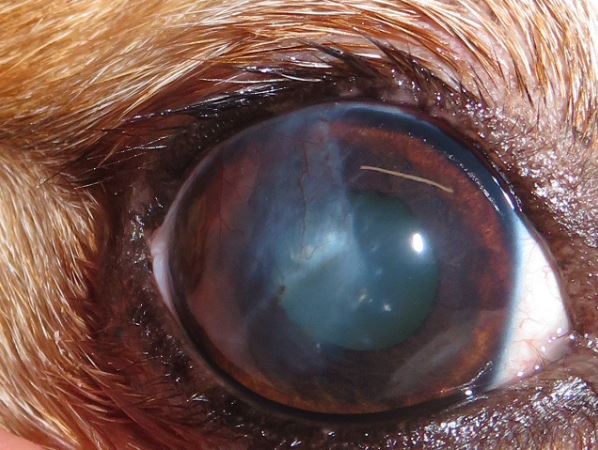 Eye, Eye!... - Bridge Referrals