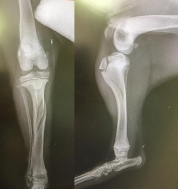 1-0 to the cat! - Bridge Referrals