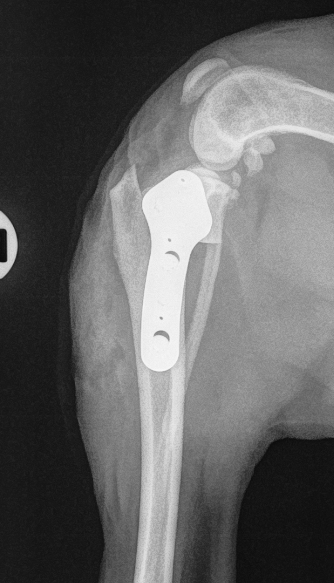 Cranial cruciate ligament treatment with a TPLO procedure - Bridge ...