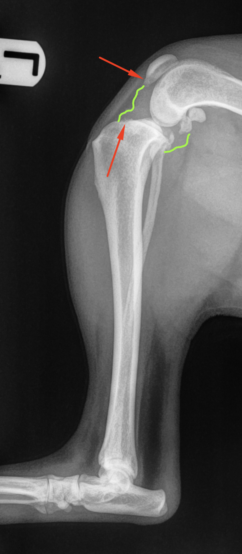 Cranial cruciate ligament treatment with a TPLO procedure - Bridge ...