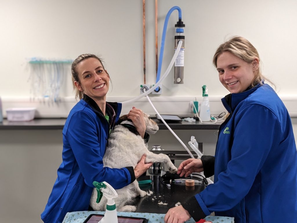 Celebrating the contributions of women in veterinary practices - Bridge ...