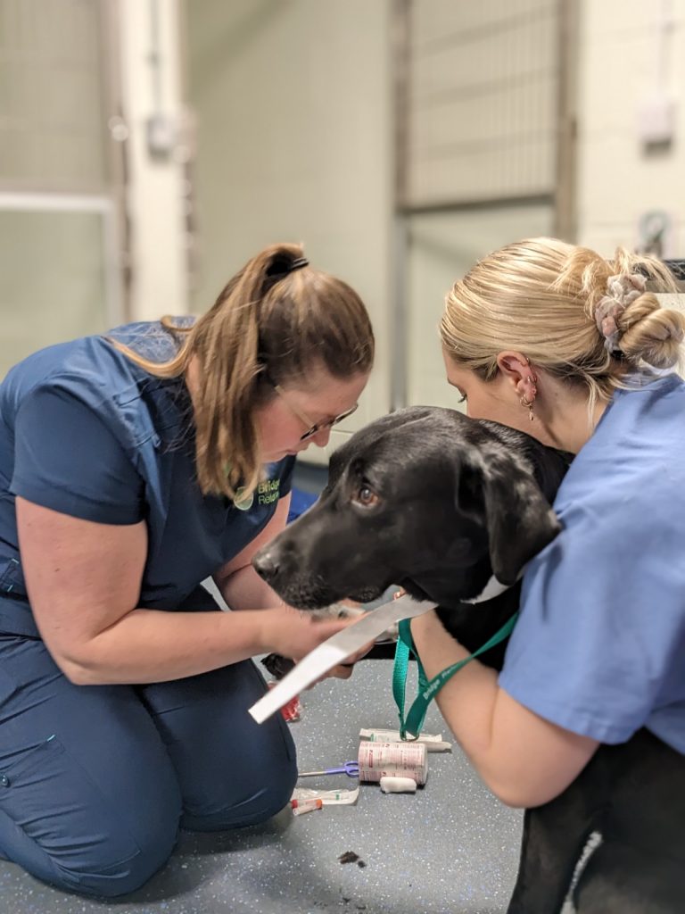 Celebrating the contributions of women in veterinary practices - Bridge ...
