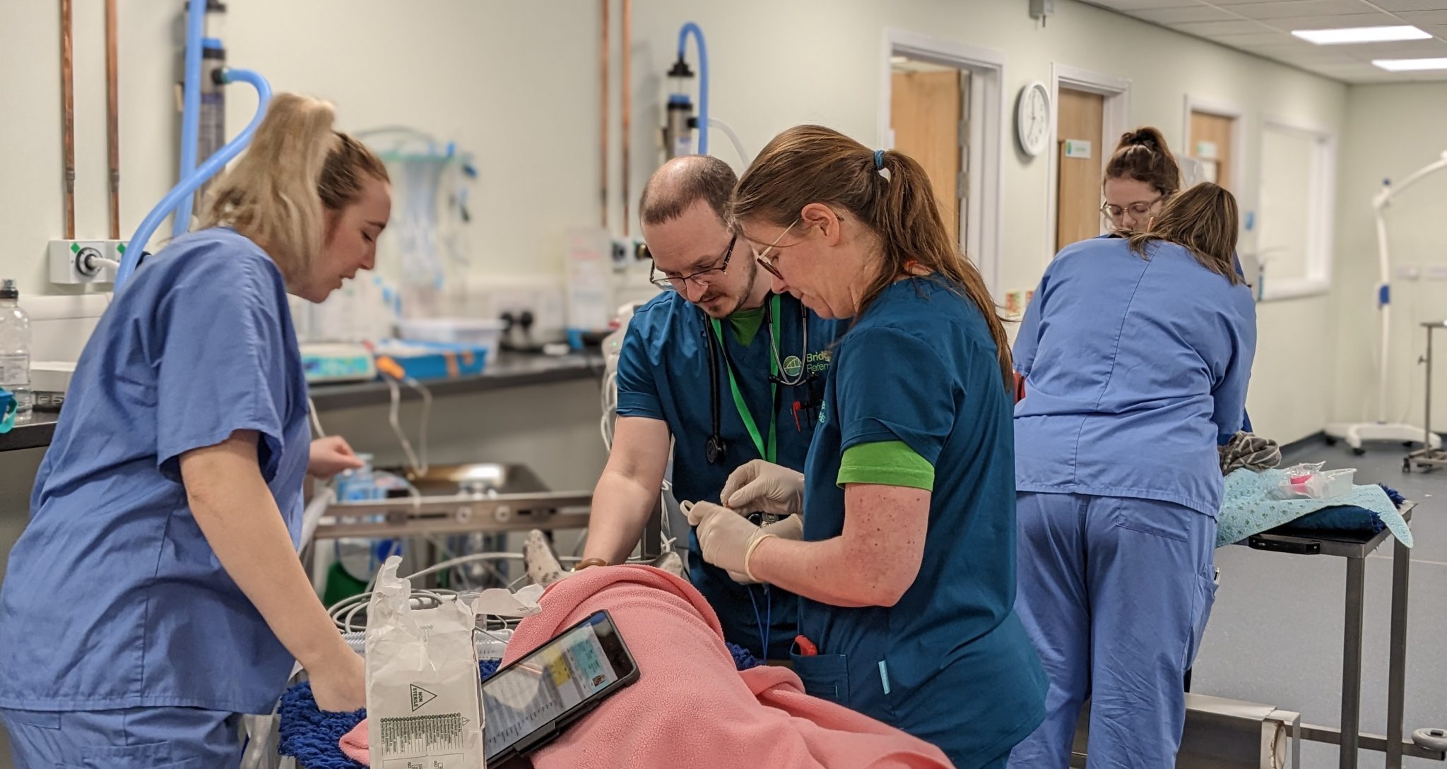 Veterinary nurse training at Bridge Referrals - Bridge Referrals
