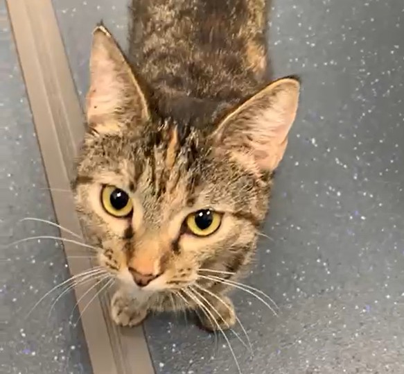 Rowan’s Story: Diagnosing and Treating Neurological Feline Infectious ...