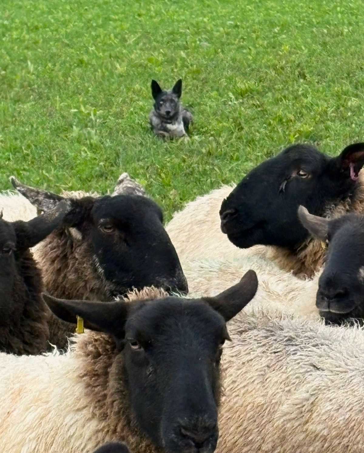 A Sheepdog’s Second Chance: Nell’s PDA Journey - Bridge Referrals
